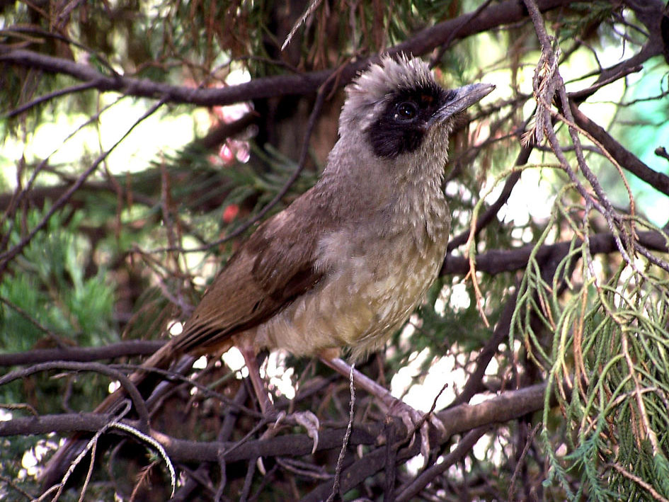Birds of The World: Laughingthrush (Leiothrichidae)