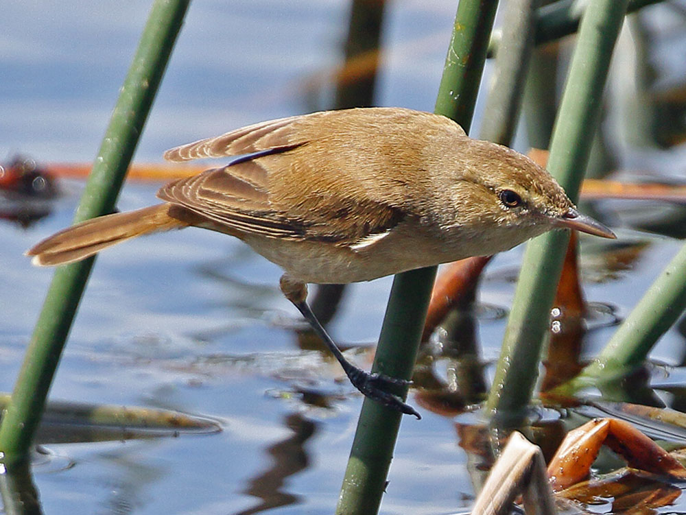 Birds of The World: Reed Warblers (Acrocephalidae)