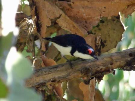 Birds of The World: Wattle-eye, Batis, Shrike-flycather (Platysteiridae)