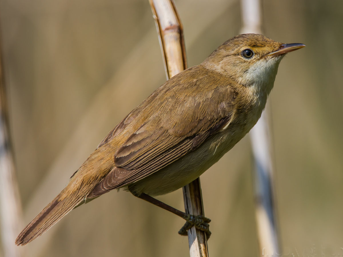 Birds of The World: Reed Warblers (Acrocephalidae)