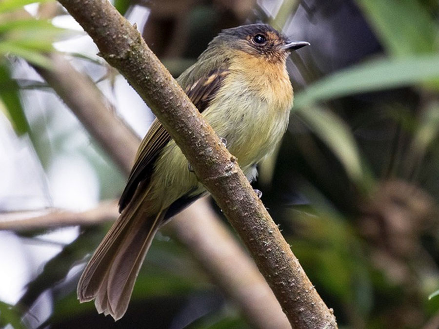 Birds of The World: Flycatchers, Spadebills, Twistwings
