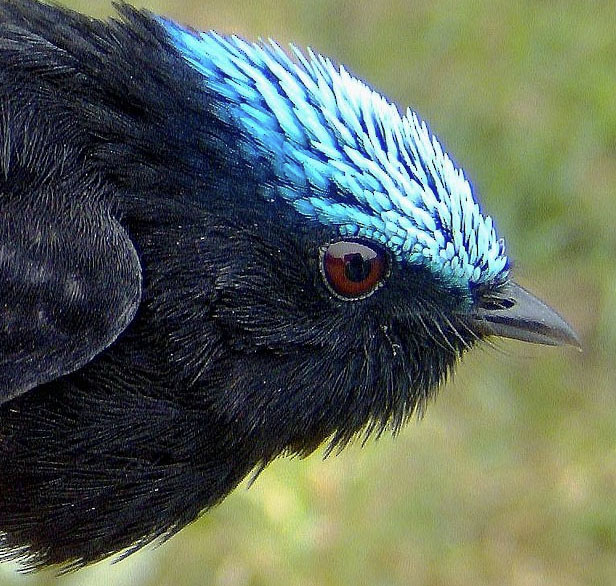 Birds of The World: Manakins (Pipridae)