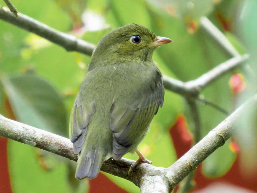 Birds of The World: Manakins (Pipridae)