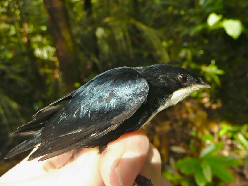 Birds of The World: Manakins (Pipridae)