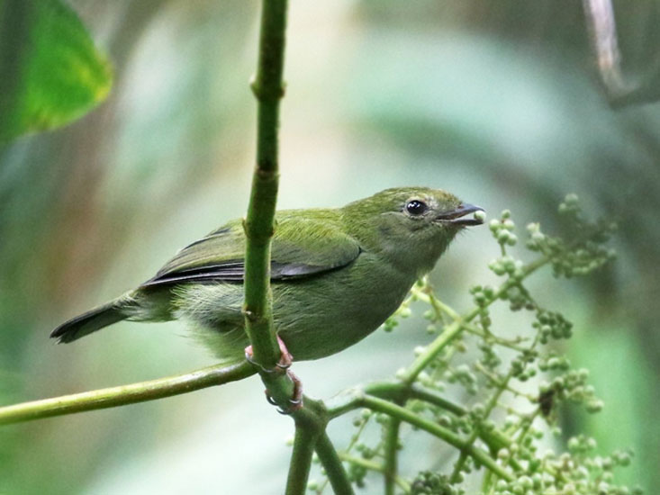 Birds of The World: Manakins (Pipridae)