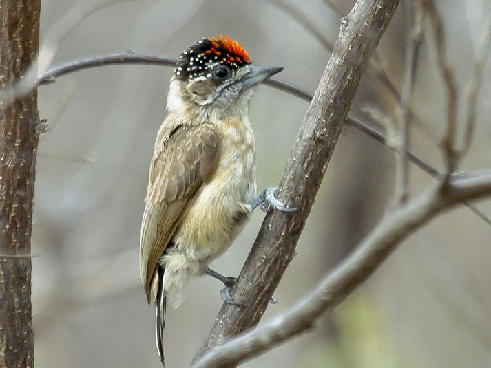 Birds of The World: Piculets (Picidae)