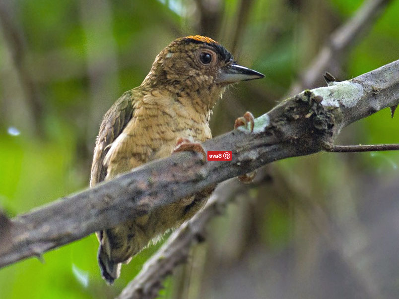 Birds of The World: Piculets (Picidae)