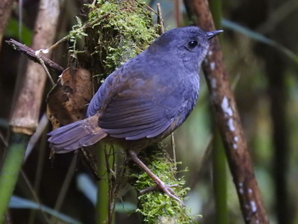Birds of The World: Tapaculos and allies (Rhinocryptidae)