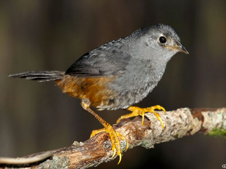 Birds of The World: Tapaculos and allies (Rhinocryptidae)