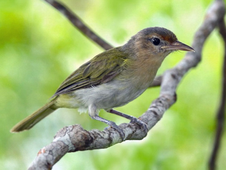 Birds of The World: Vireos (Vireonidae)