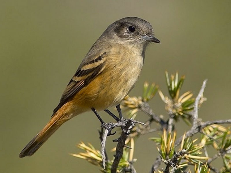 Birds of The World: Tyrants, Black-Tyrants, Tit-Tyrants (Tyrannidae)