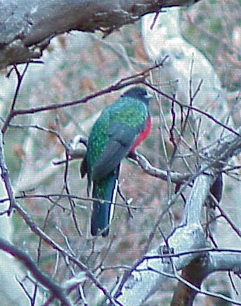 Birds of The World: Trogons (Trogonidae)