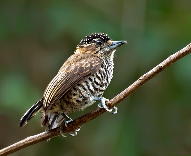Birds of The World: Piculets (Picidae)