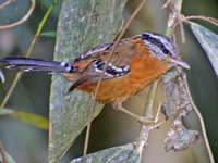 Birds of The World: Antbirds (Thamnophilidae)