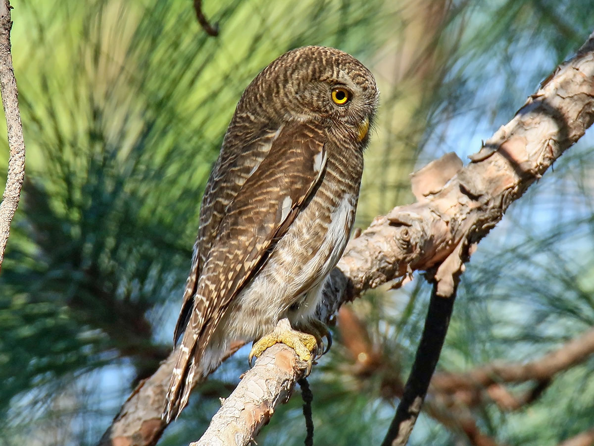 Birds of The World: Pygmy Owls (Strigidae)