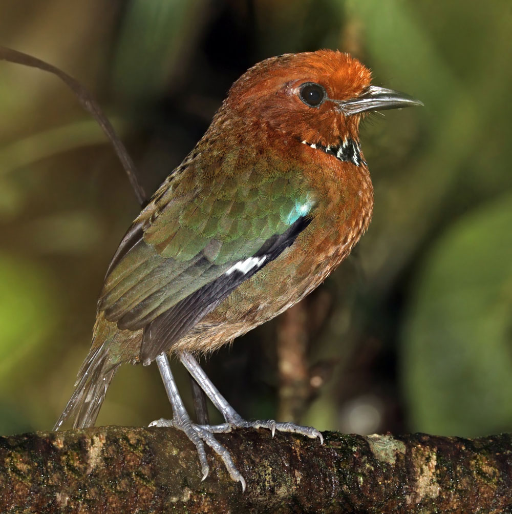 Birds of The World: Ground-Rollers (Brachypteraciidae); Rollers ...