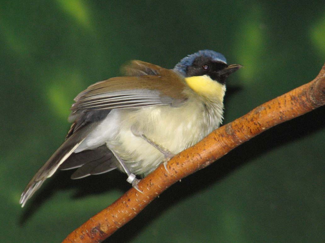 Birds of The World: Laughingthrush (Leiothrichidae)