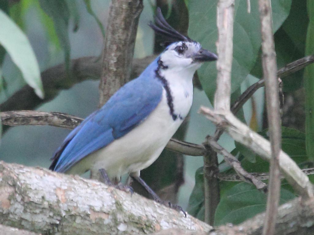 Birds of The World: Jays (Corvidae)