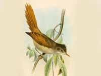 Birds of The World: Spinetails (Furnaridae)