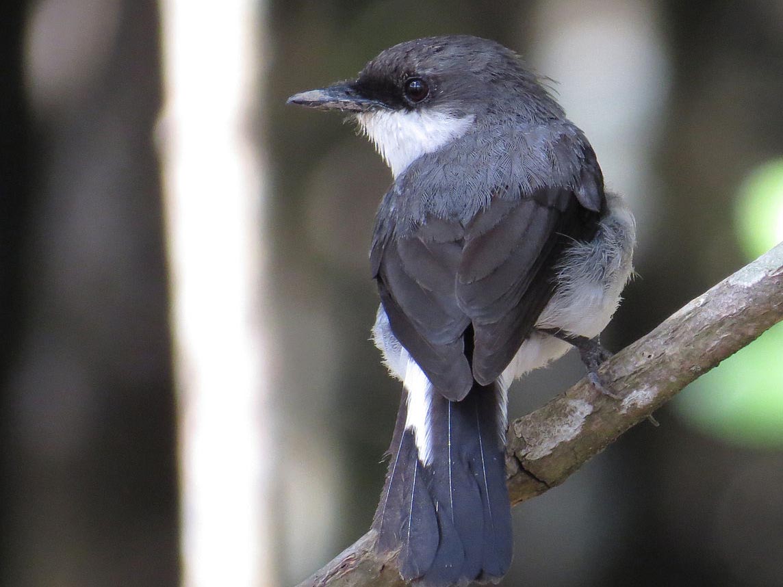 Birds of The World: Australasain Robins (Petroicidae)