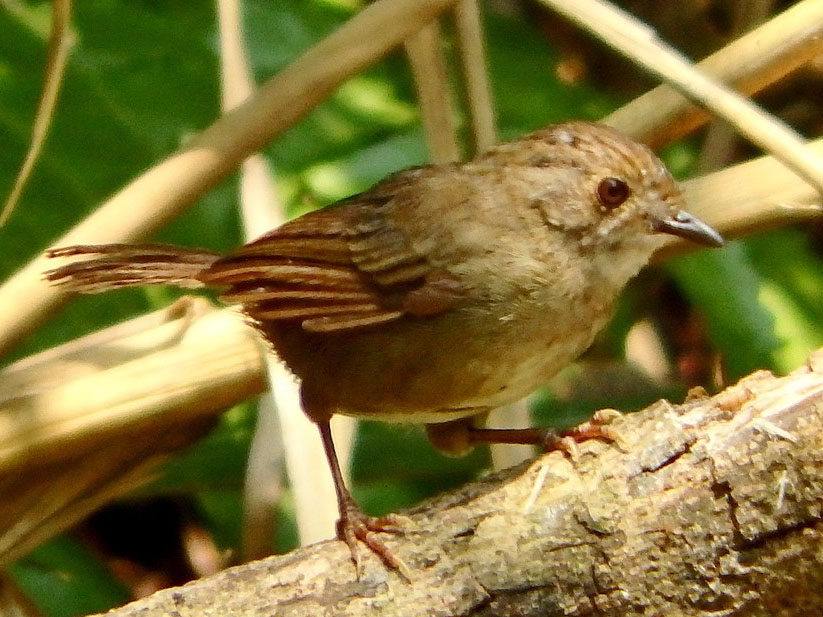 Birds of The World: Babblers and Rollers (Pellorneidae)