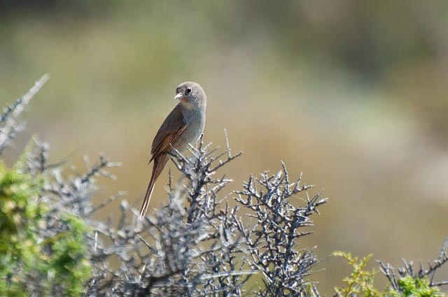 Birds of The World: Spinetails (Furnaridae)