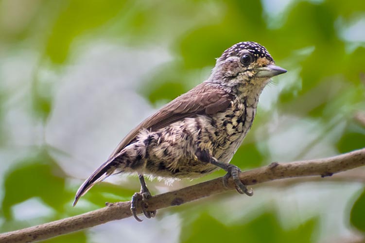 Birds of The World: Piculets (Picidae)