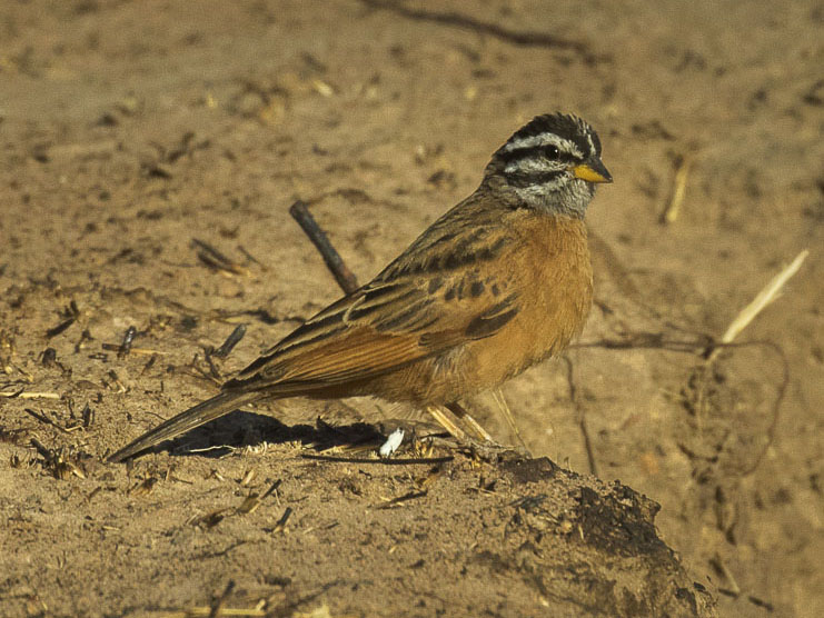 Birds of The World: Old World Buntings (Emberizidae)