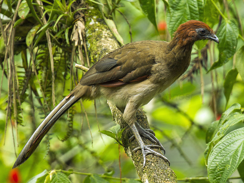 Birds of The World: Chachalacas, Guans and Curassows (Cracidae)