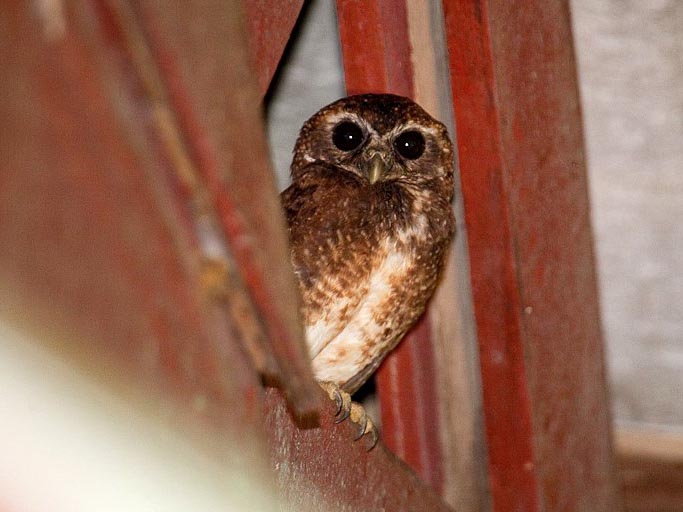 Birds of The World: Owls (Strigidae)