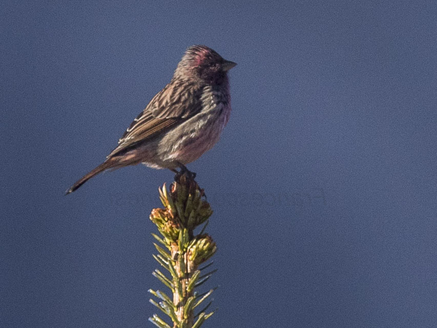 Birds of The World: Old World Finches (Fringillidae)