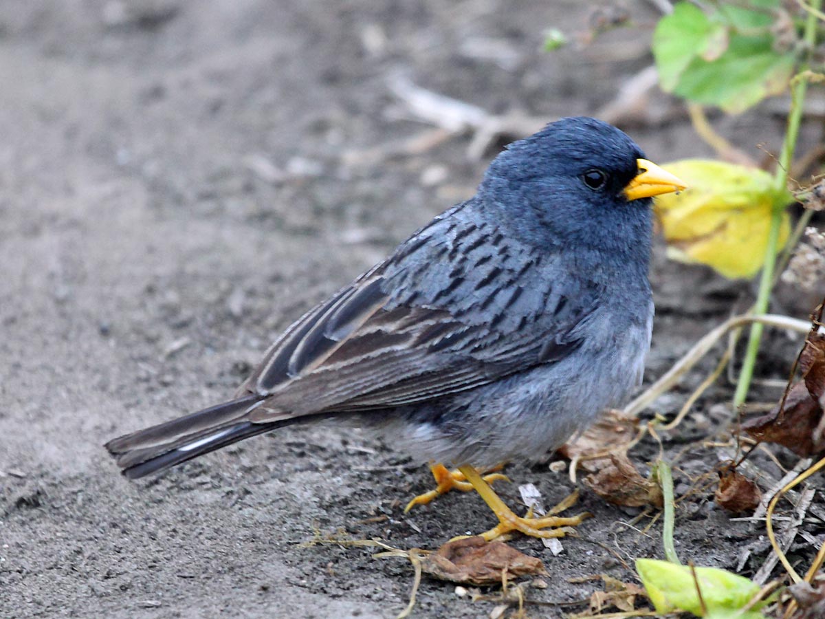Birds of The World: Seadeaters (Thraupidae)
