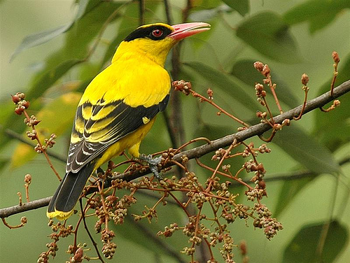 Old World: Oriole, Figbirds (Oriolidae)