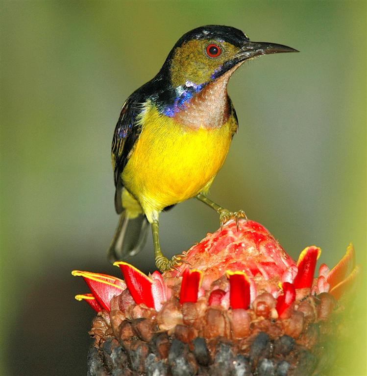Birds of The World: Sunbirds (Nectariniidae)