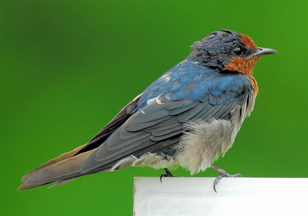 Birds of The World: Swallows (Hirundinidae)