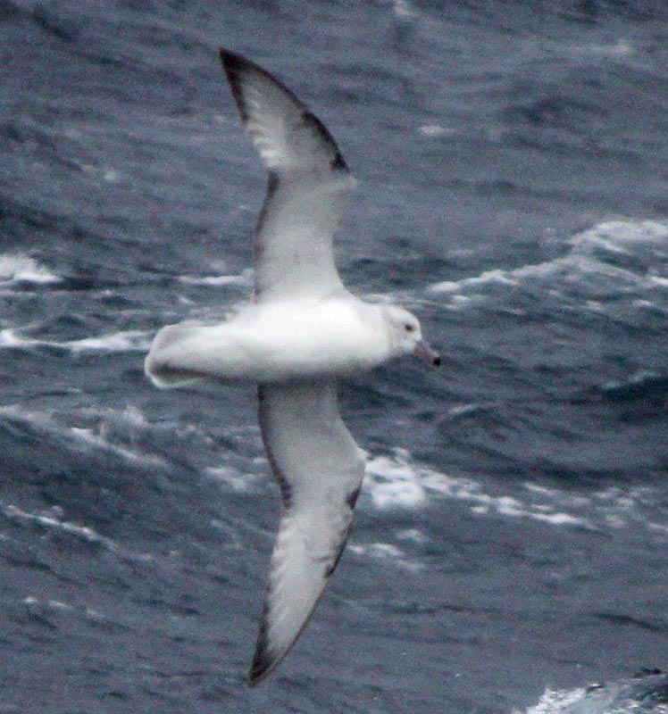 Birds of The World: Shearwaters and Prions (Procellariidae)