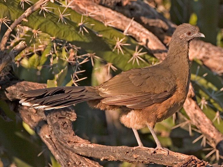 Birds of The World: Chachalacas, Guans and Curassows (Cracidae)