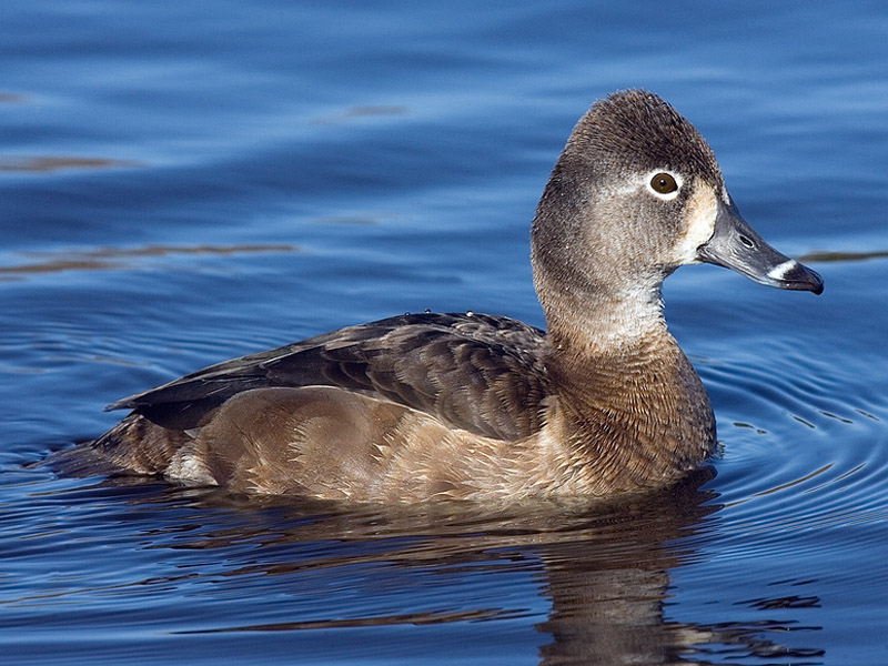Ring Necked Diver Duck at George Maple blog