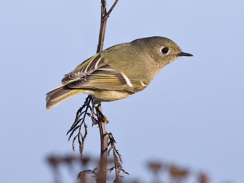Birds of The World: Linglets (Regulidae)