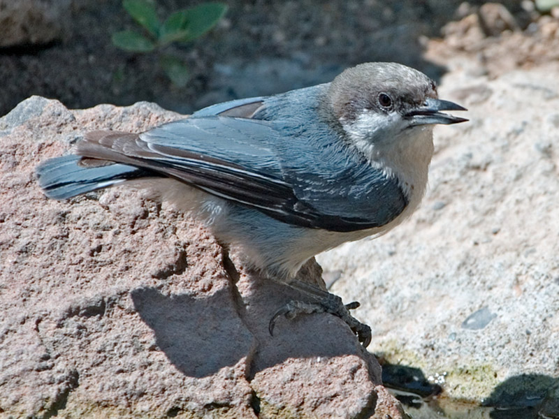 Birds of The World: Nuthatches (Sittidae); Treecreepers (Certhiidae)