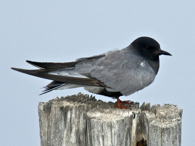 Birds of The World: Terns (Laridae)