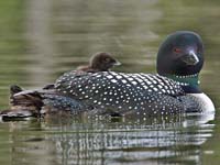 Birds of the World: Loons (Gaviidae)