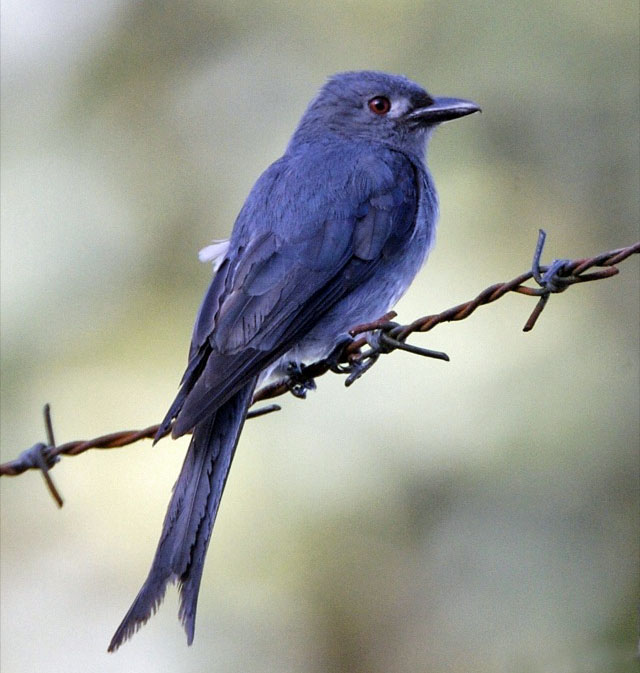 Birds of The World: Drongos (Dicruridae)