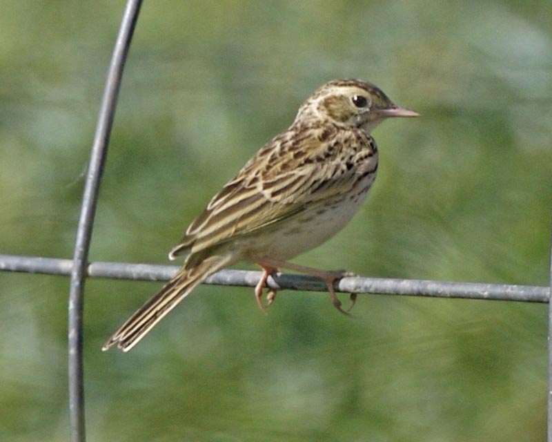 Birds of The World: Wagtails, Pipits (Motacillidae)