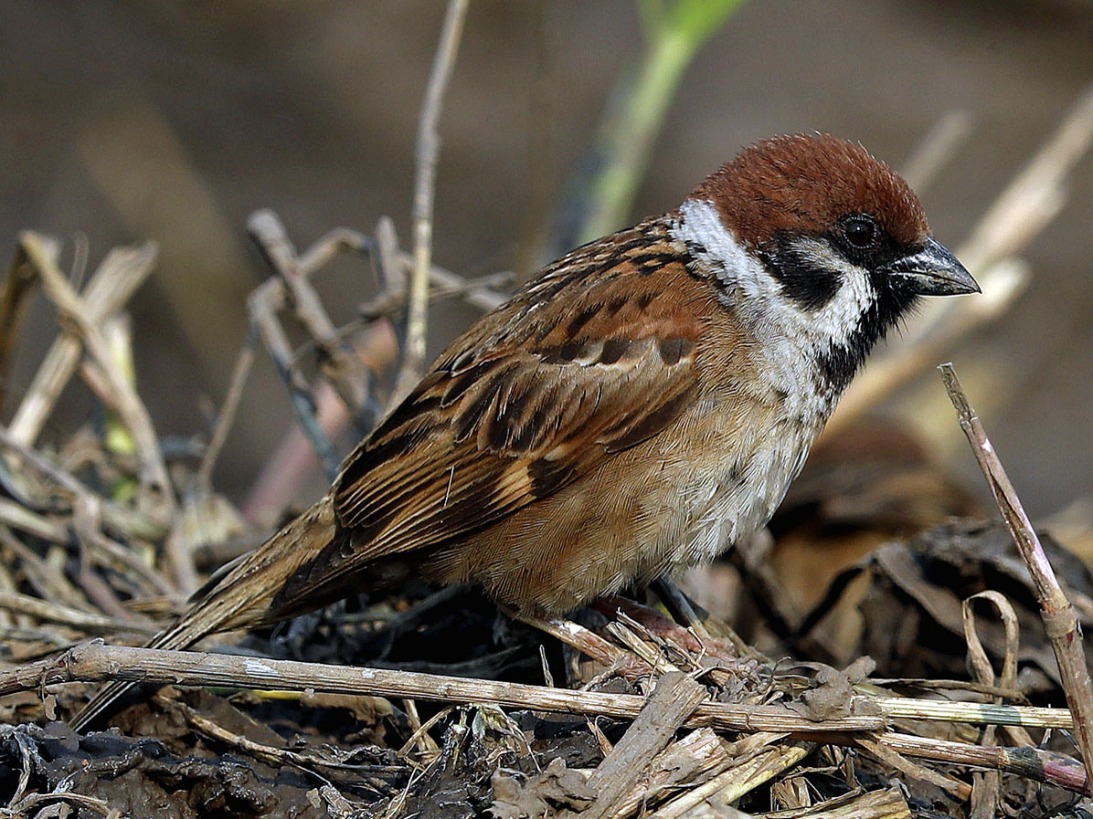 Birds of The World: Sparrows (Passeridae)